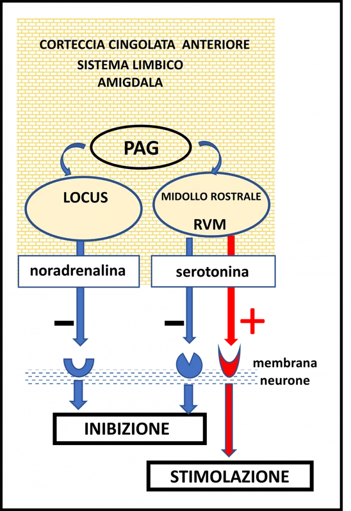 Impariamo a conoscere il dolore neuropatico - Nevra